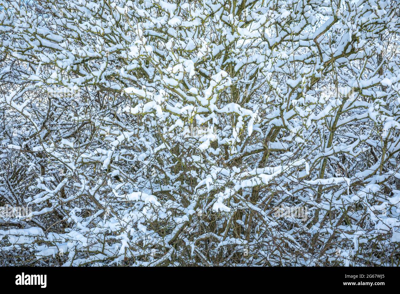 Winter landscape forest, branches covered with snow. Cold concept Stock ...