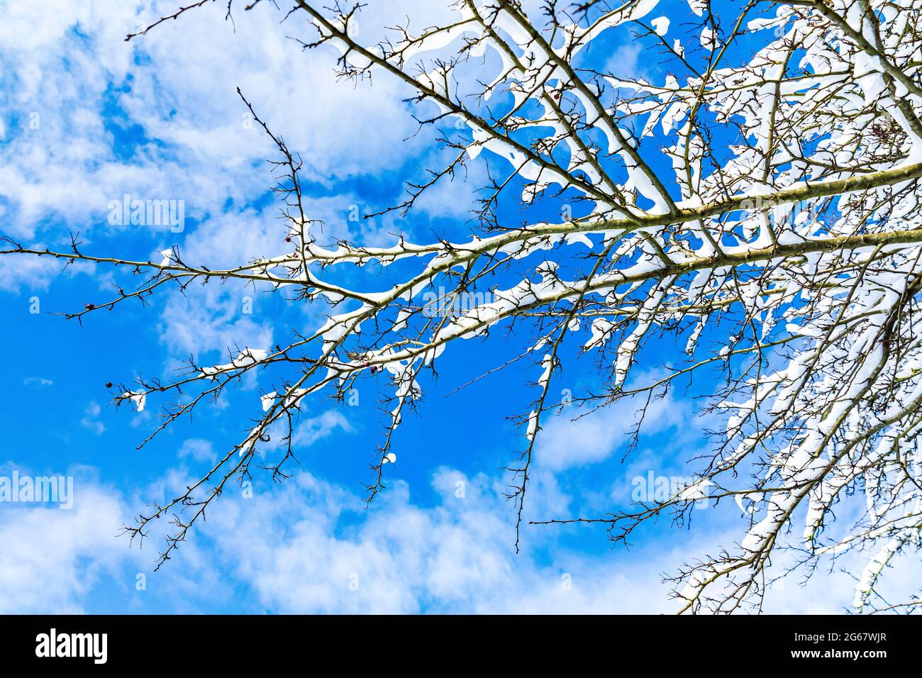 Branches covered with snow against a blue sky with some clouds from a ...