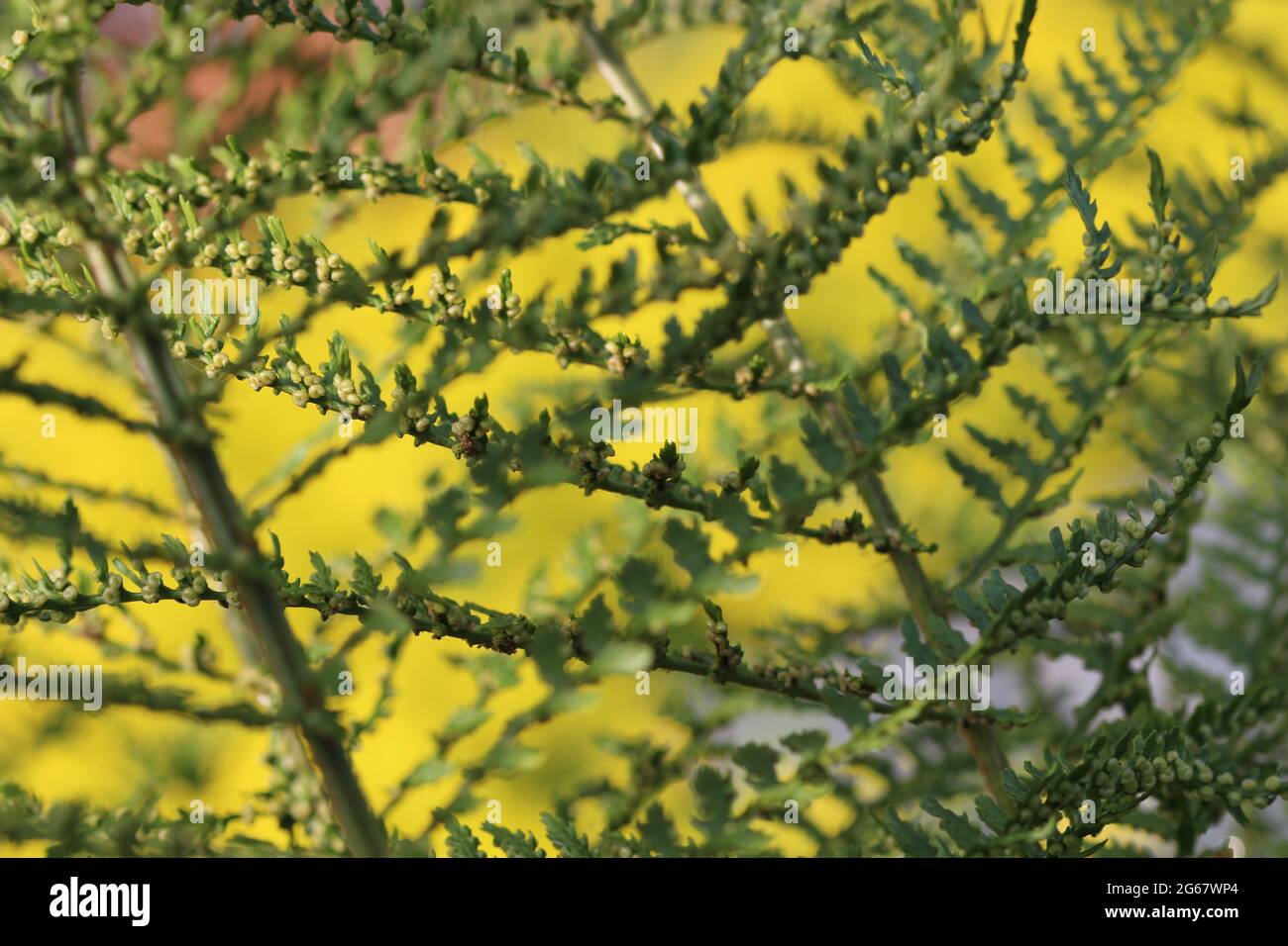 Fern fronds, crossed Stock Photo - Alamy