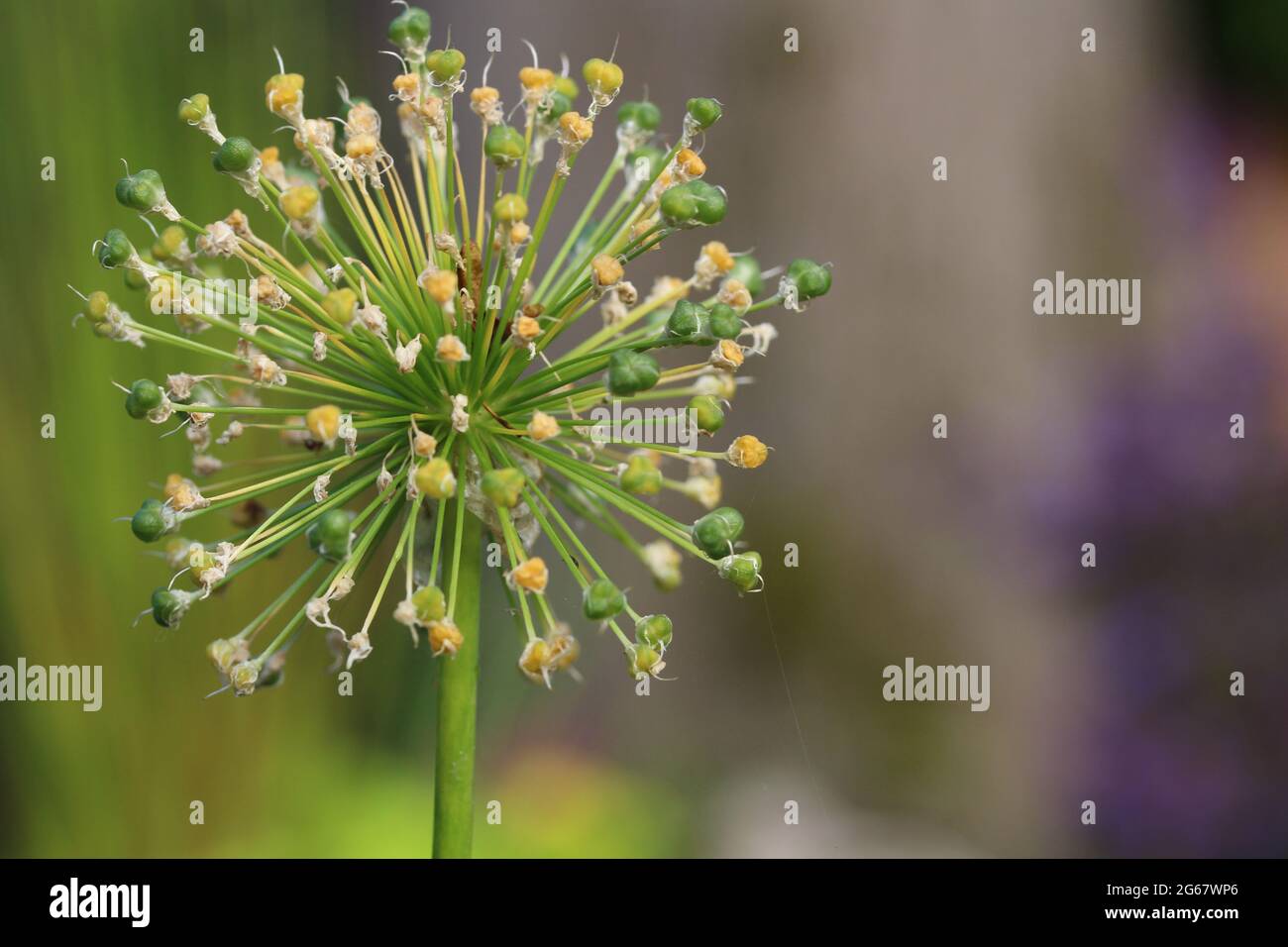 Seedhead flower hi-res stock photography and images - Alamy