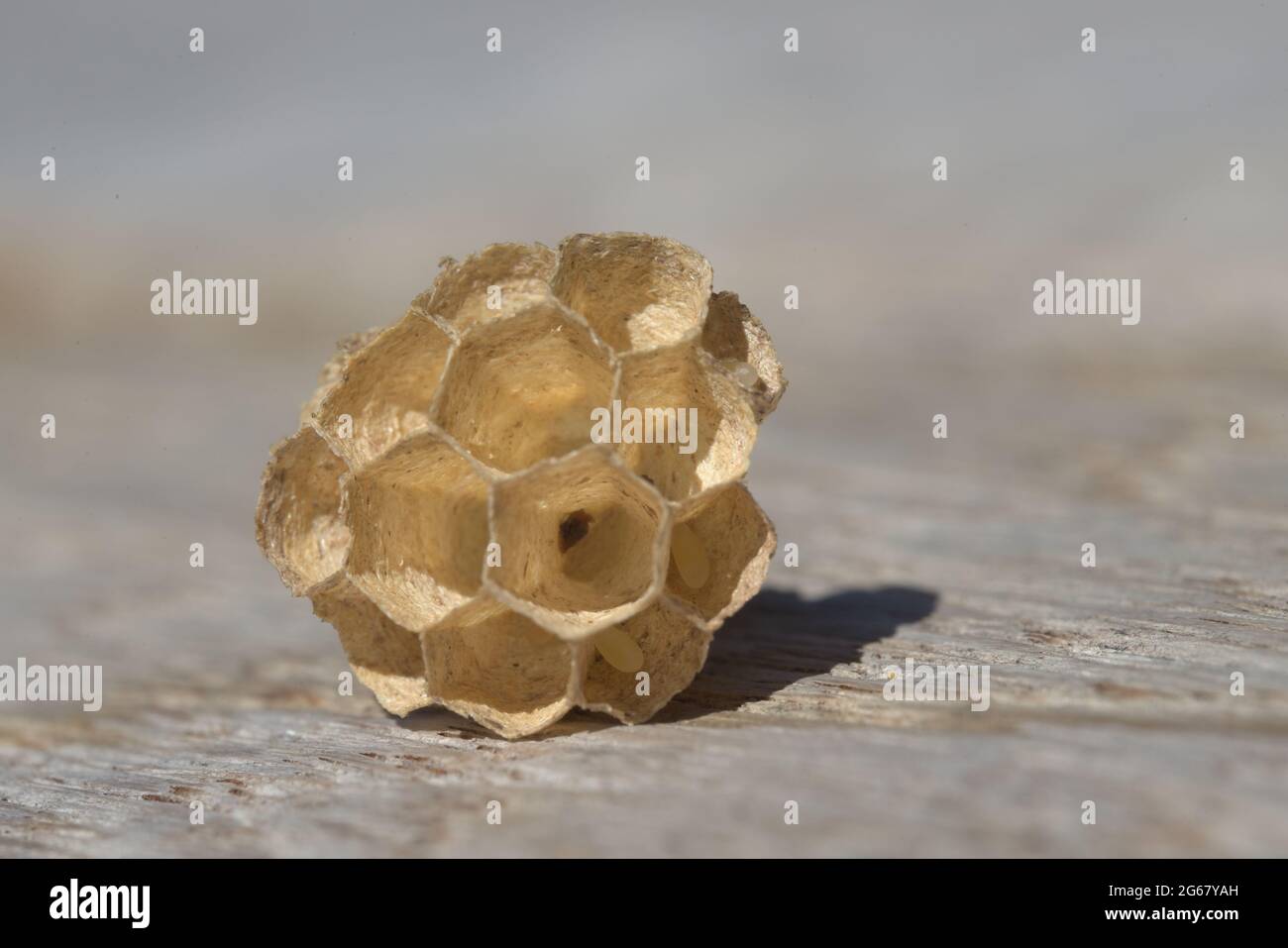 Microscopic wasps hi-res stock photography and images - Alamy