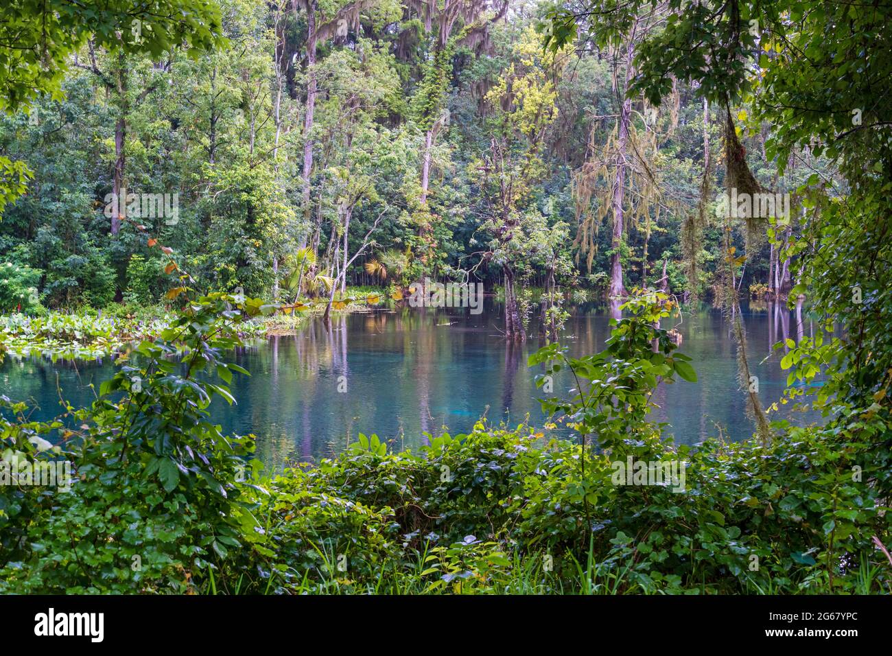 The Silver River and surrounding vegetation - Silver Springs State Park ...