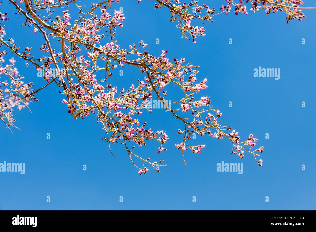 Desert Botanical Garden - Plants & Sculpture - Desert Ironwood Tree ...