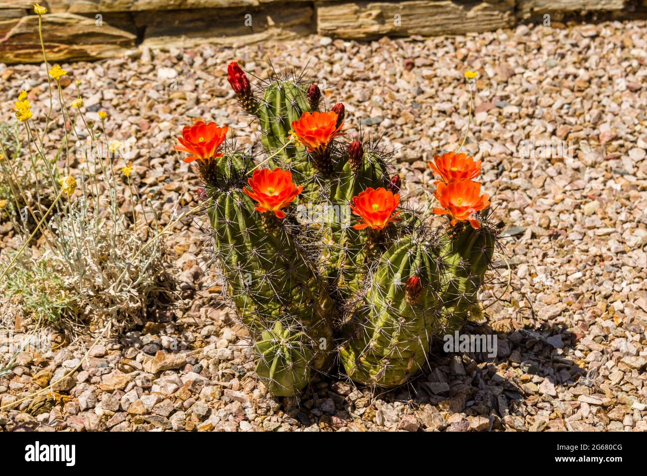 Desert Botanical Garden - Plants & Sculpture - Tubular Cactus with Long ...