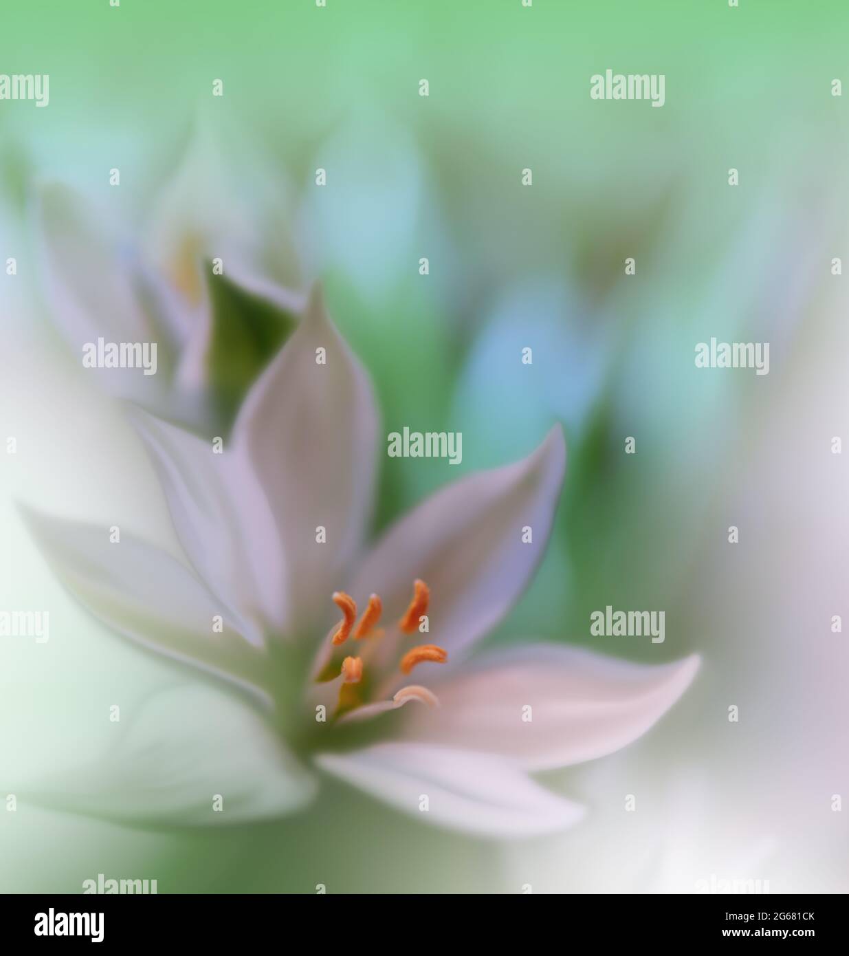 Beautiful macro shot of magic flowers.Border art design.Magic light ...