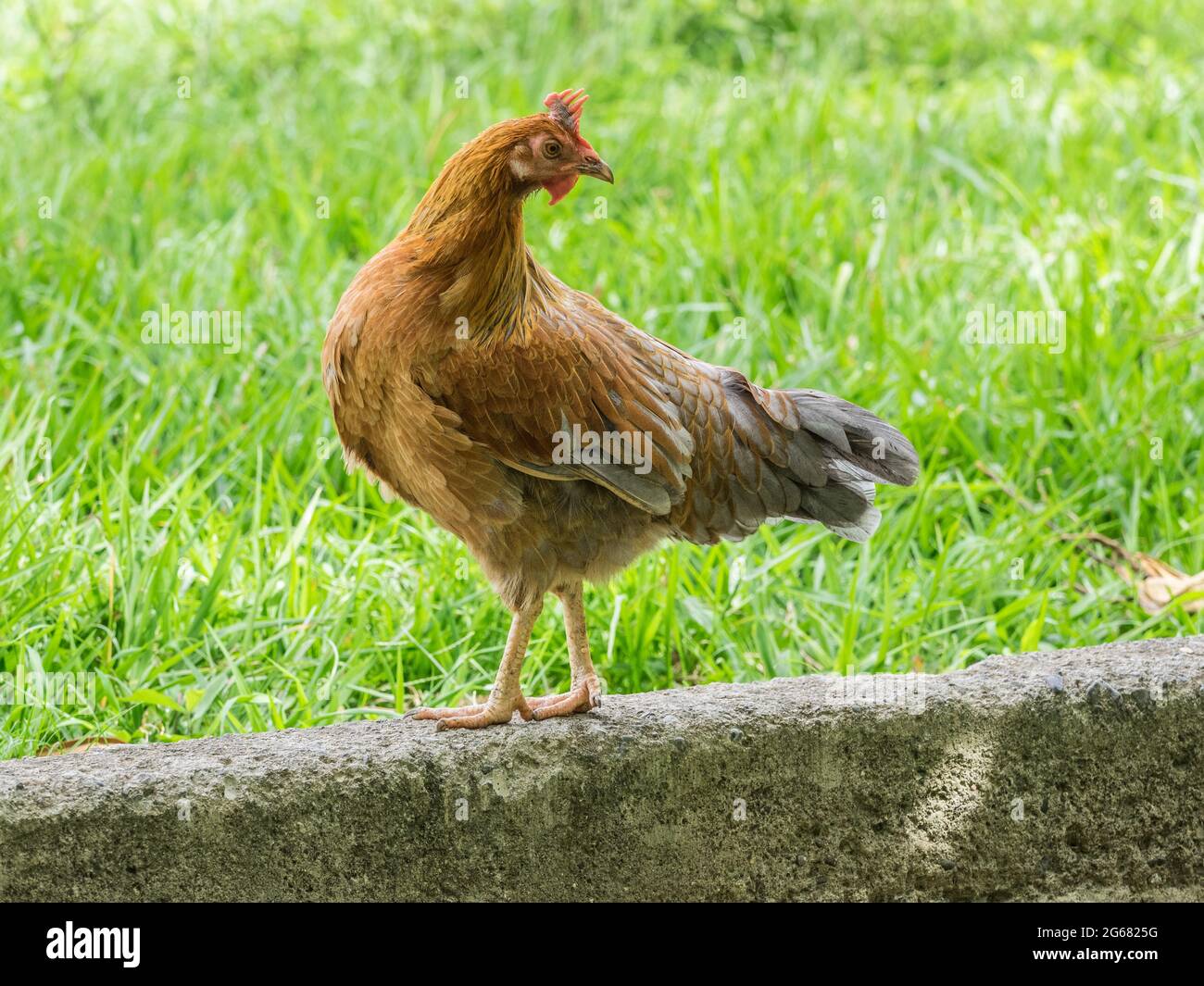 Chicken standing on an old wall at Playa Ostional, Costa Rica Stock ...