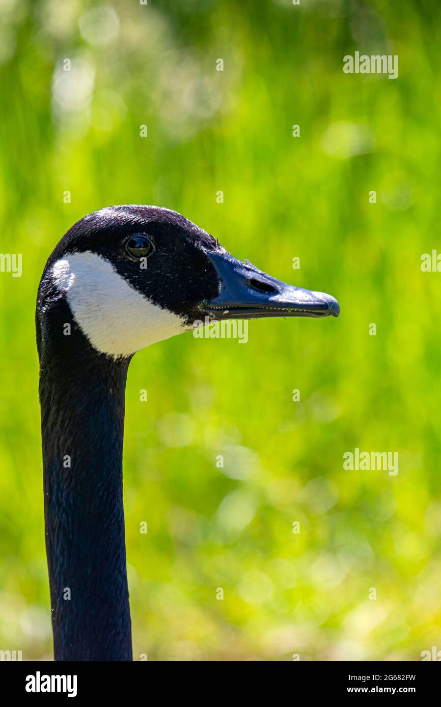 The neck and face of a Canadian geese Stock Photo - Alamy