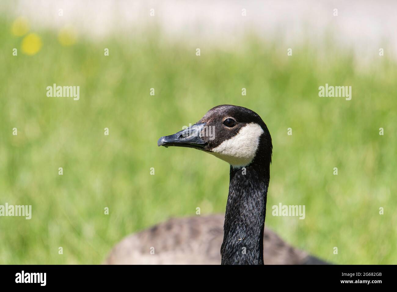 The neck and face of a Canadian geese Stock Photo - Alamy