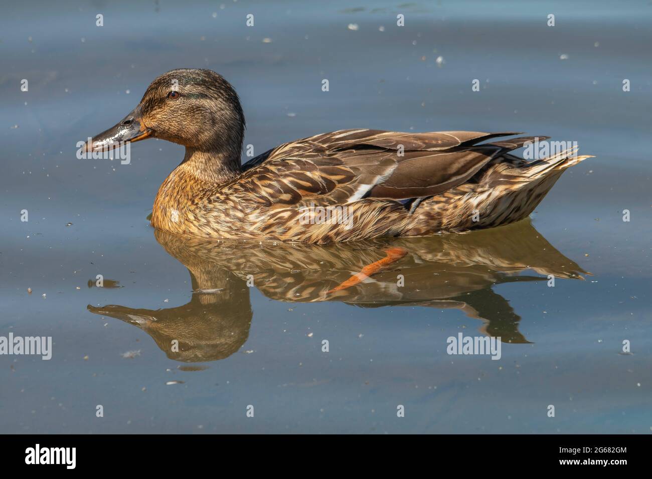 Mallard duck enjoying the sun Stock Photo - Alamy