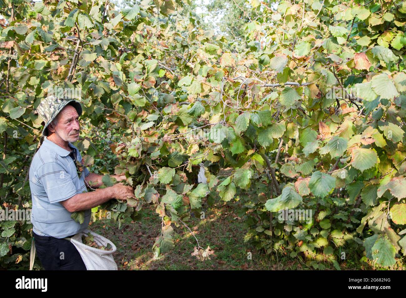 Hazelnut orchard hi-res stock photography and images - Alamy