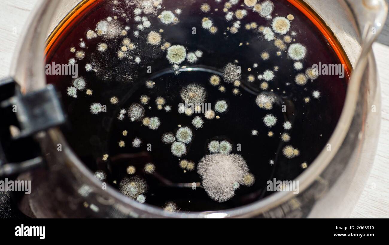 Background with moss, virus. Fungus, moldy food, moldy coffee drink top ...