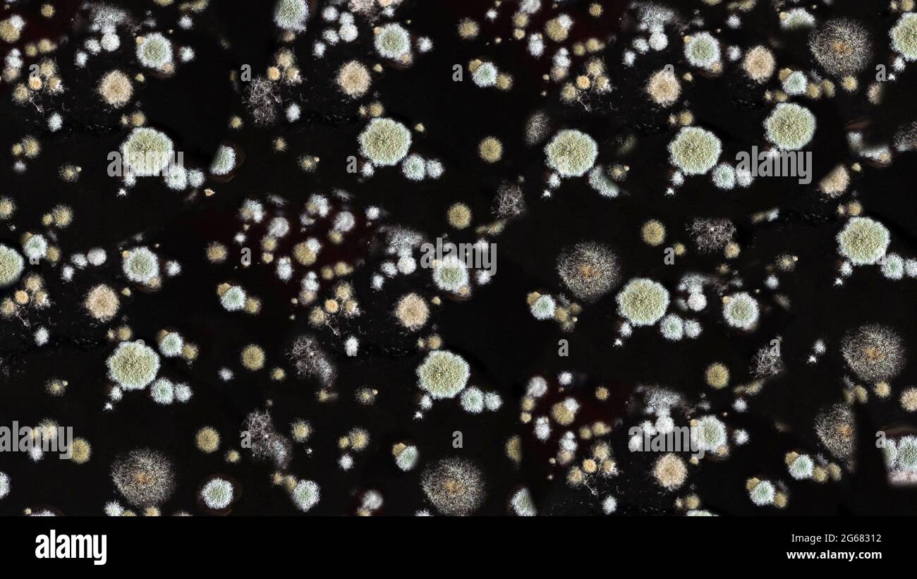 Background with moss, virus. Fungus, moldy food, moldy coffee drink top ...