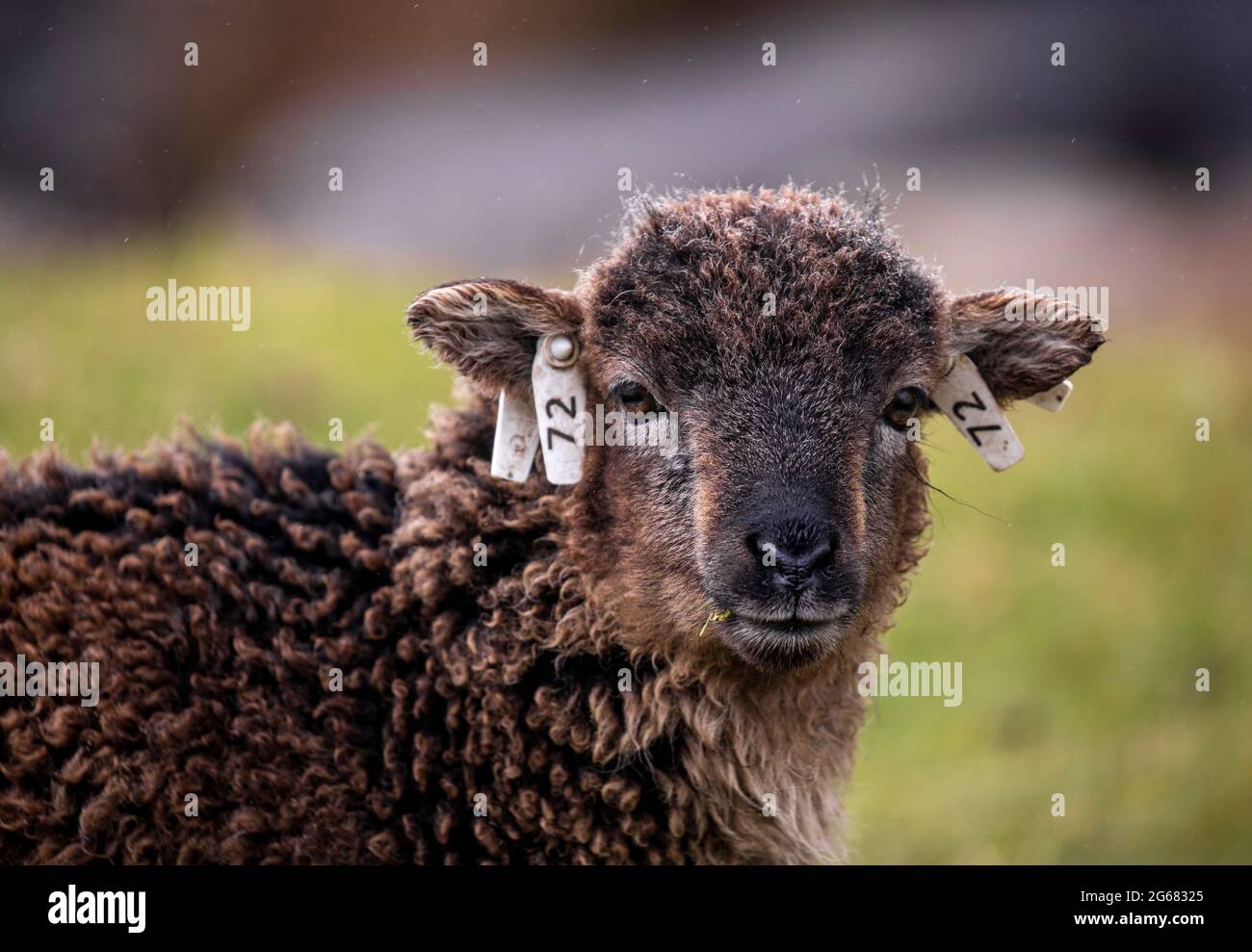 Soay sheep hi-res stock photography and images - Alamy