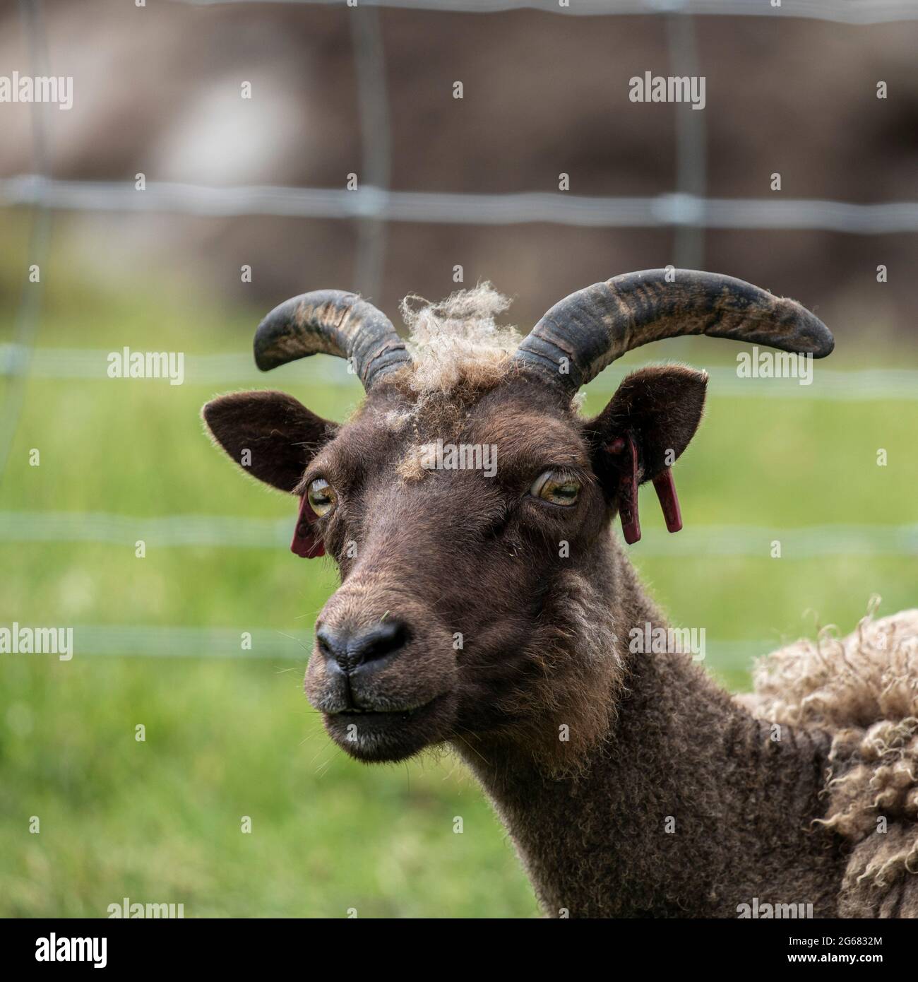 Boreray sheep hi-res stock photography and images - Alamy