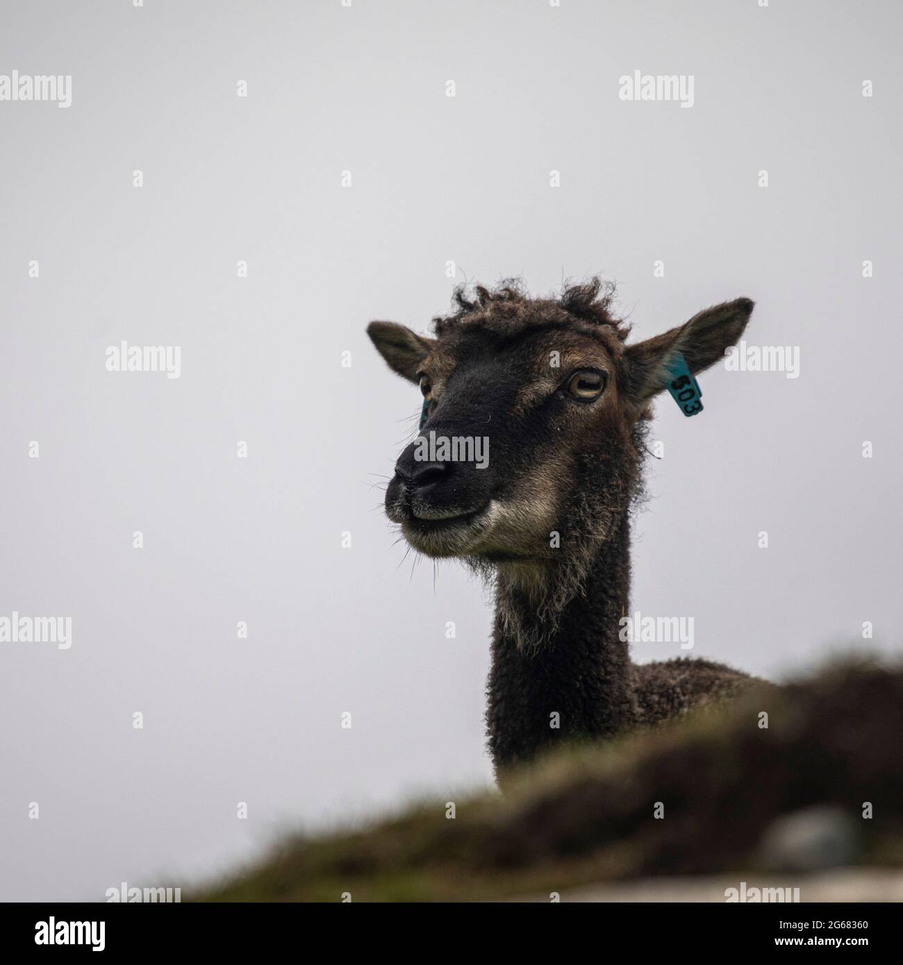 Boreray sheep hi-res stock photography and images - Alamy