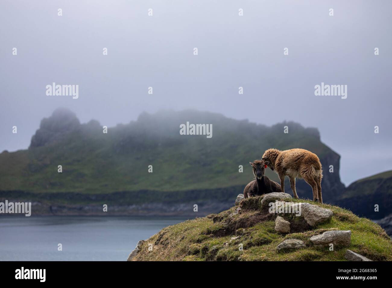 Boreray sheep hi-res stock photography and images - Alamy