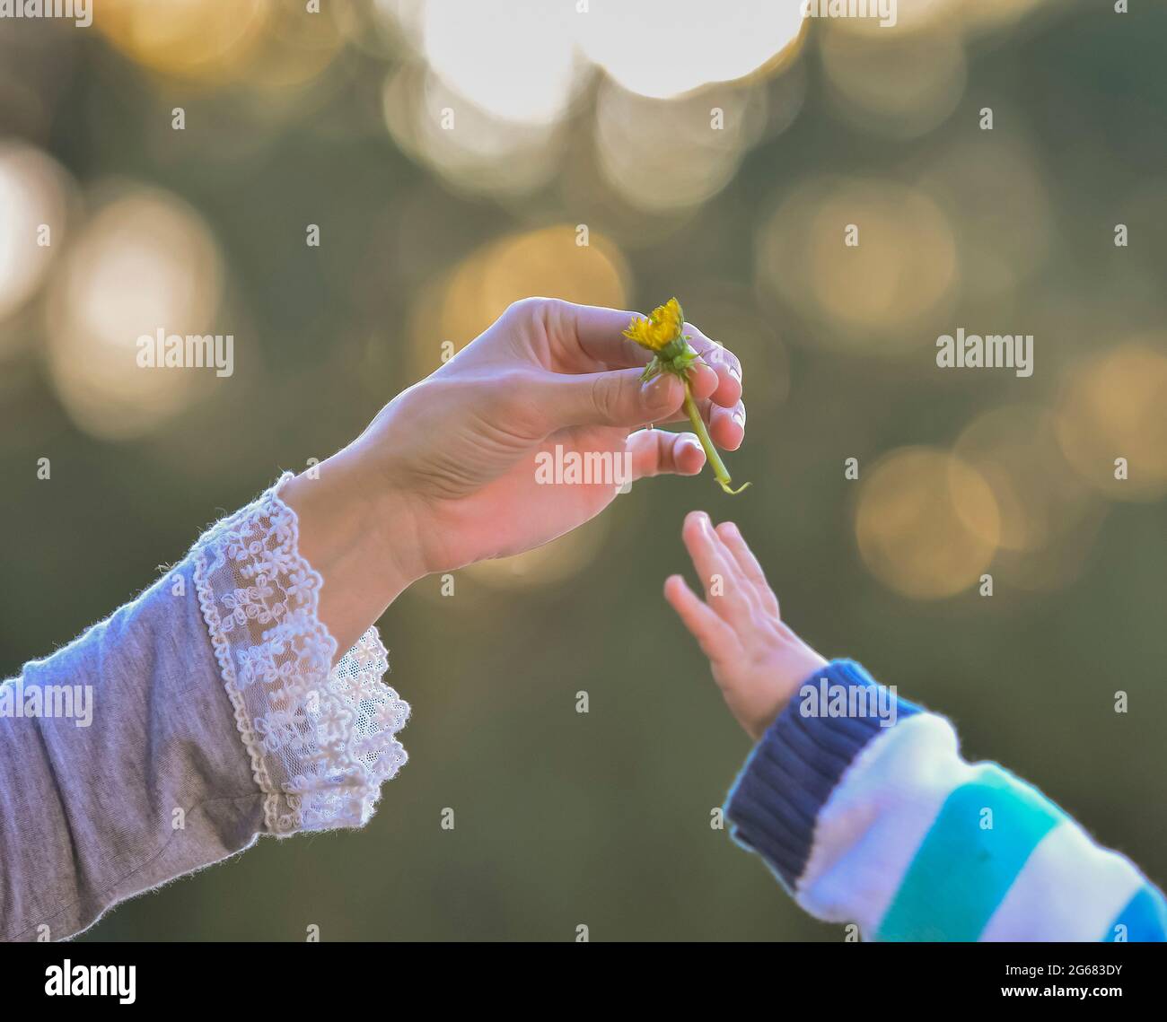 Hand of a mother handing a flower to her child Stock Photo - Alamy