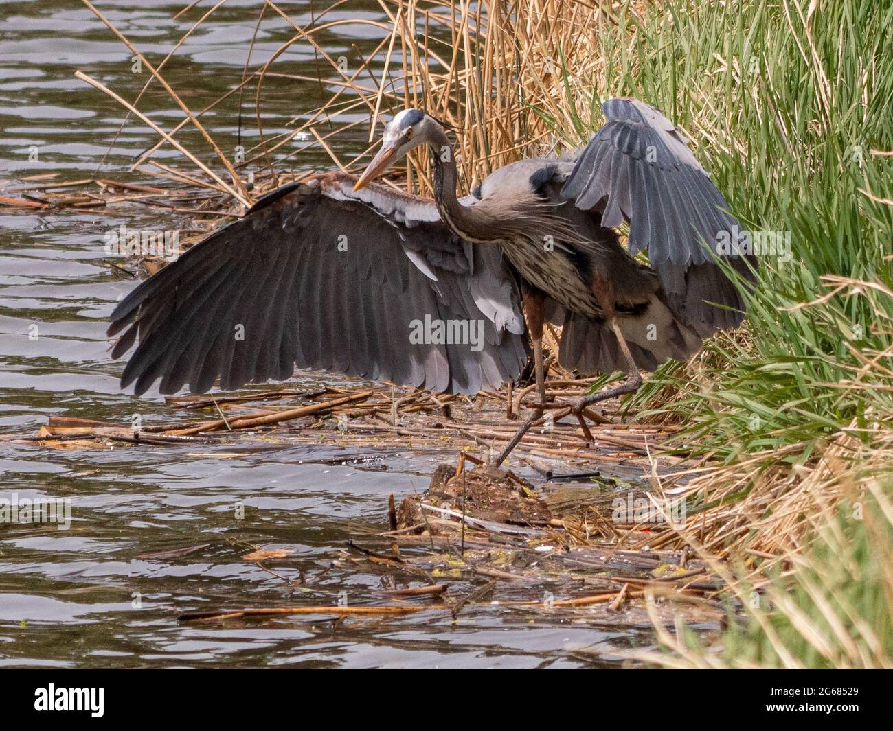 A lone great blue heron hunts for food at a local pond near Flagstaff ...