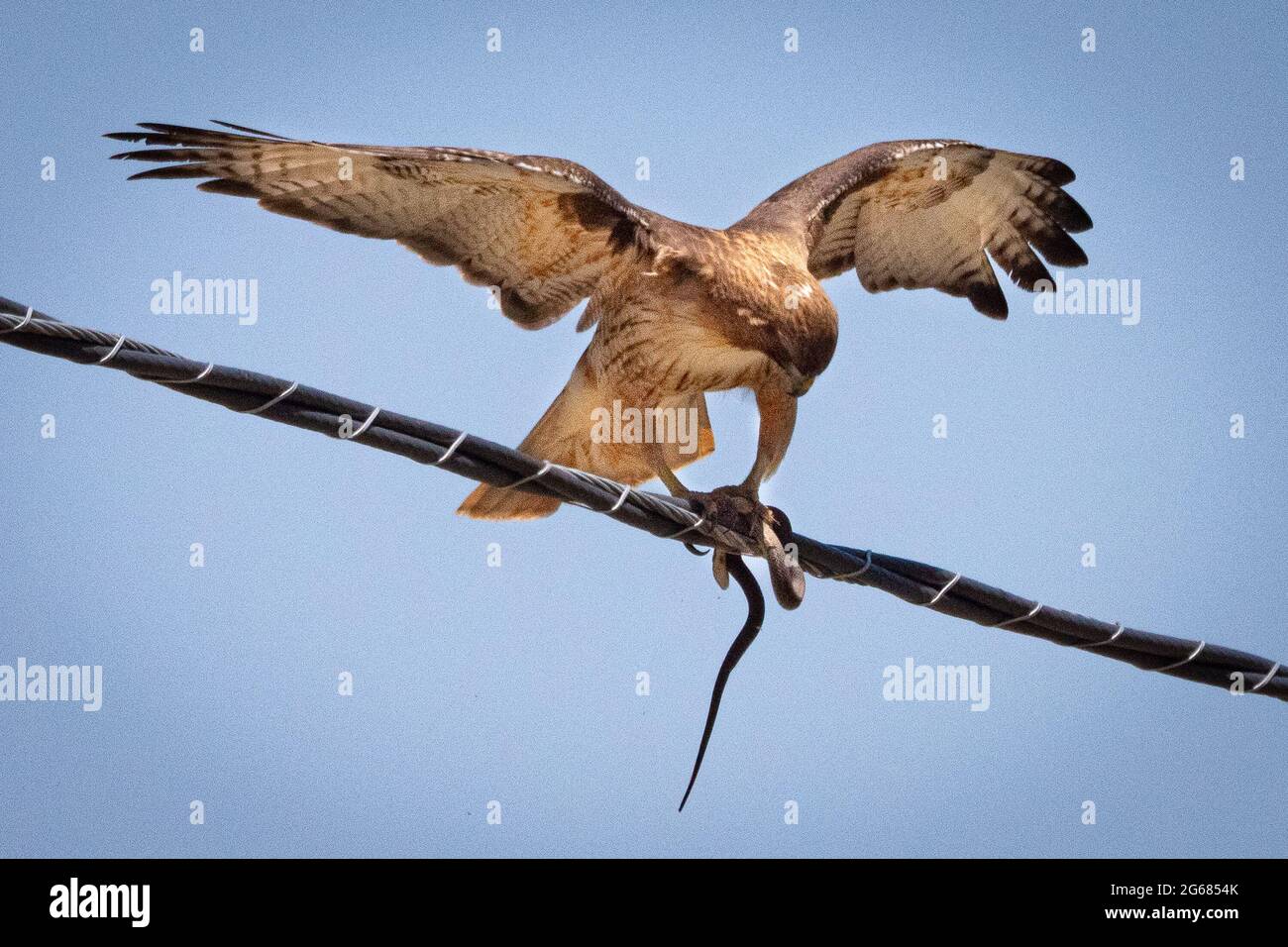 A red-tailed hawk sitting on an electrical wire eating a snake it just ...
