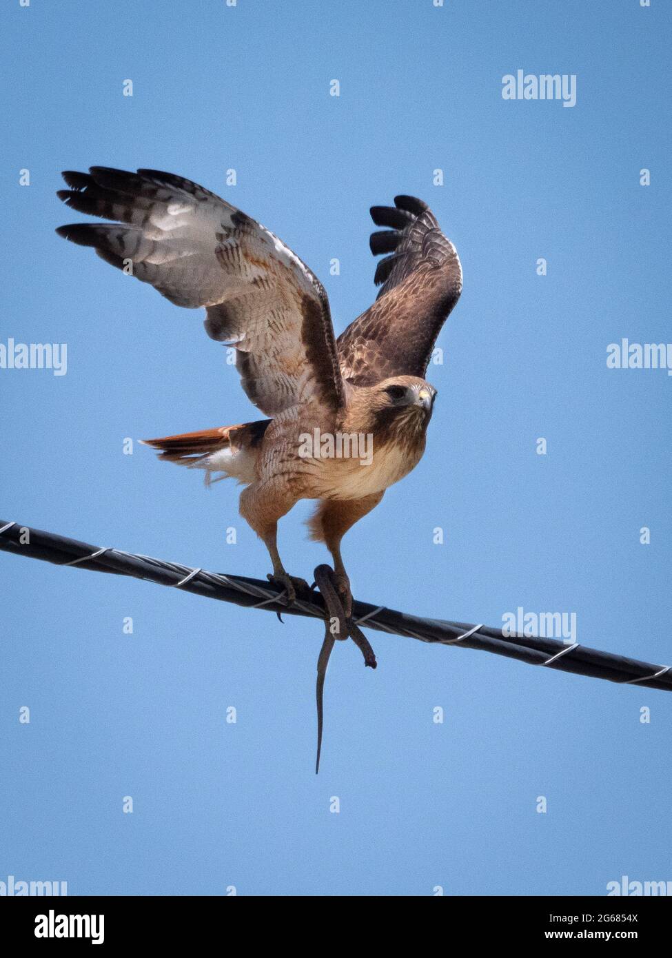 A red-tailed hawk sitting on an electrical wire eating a snake it just ...