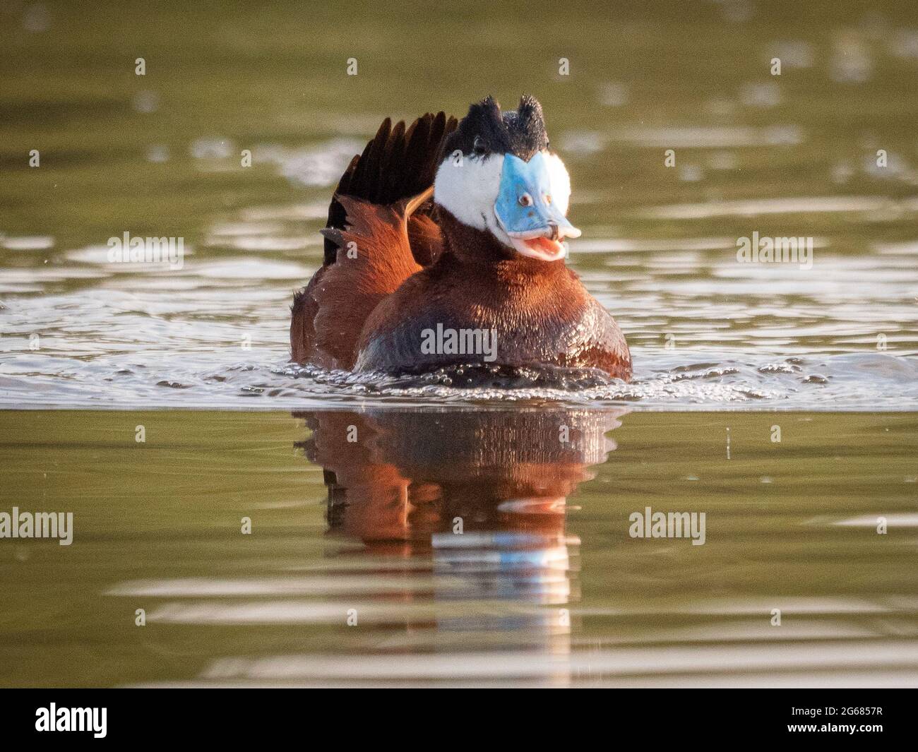 A male ruddy duck with a blue beak struts his stuff during a mating ...