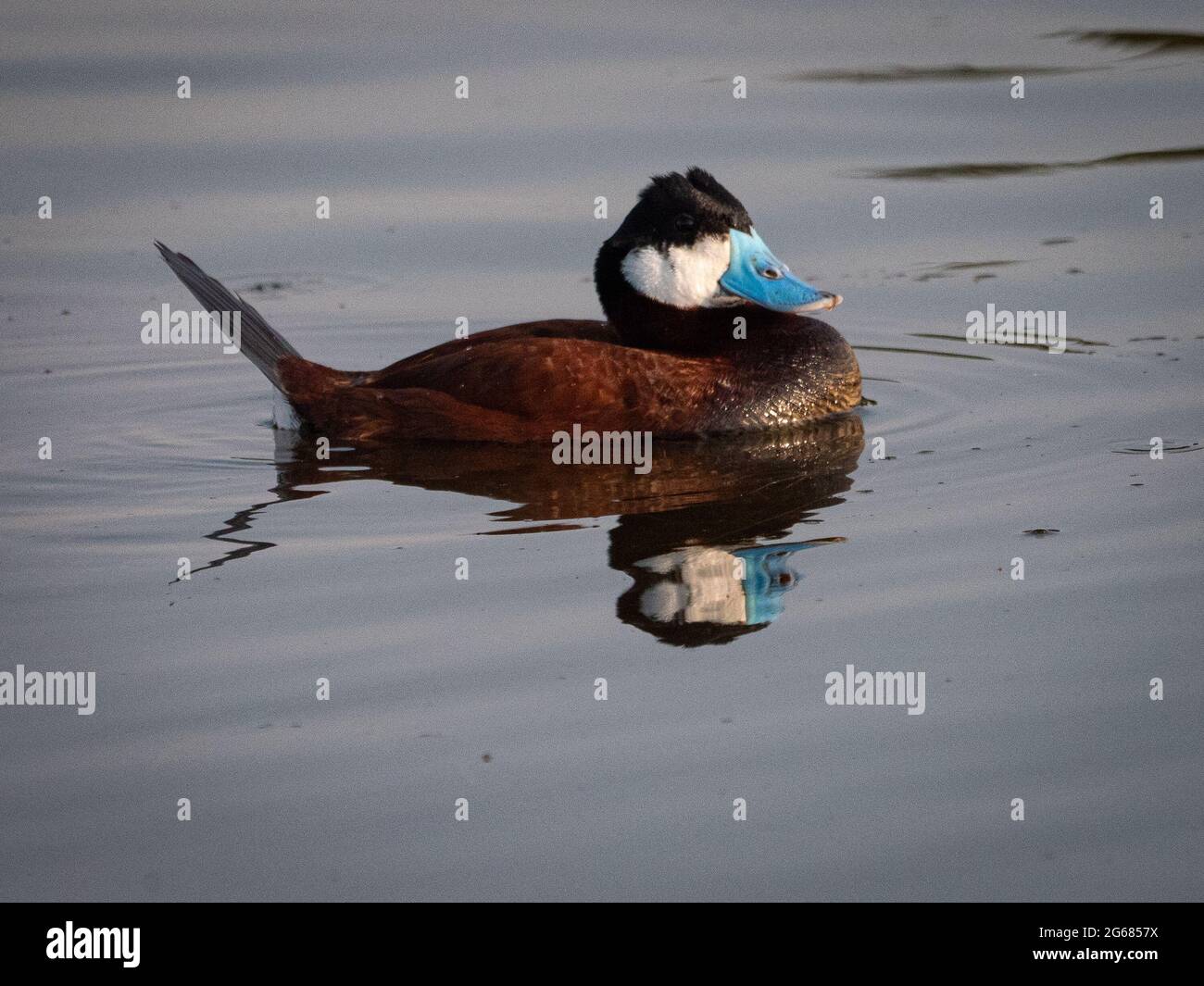 A male ruddy duck with a blue beak struts his stuff during a mating ...