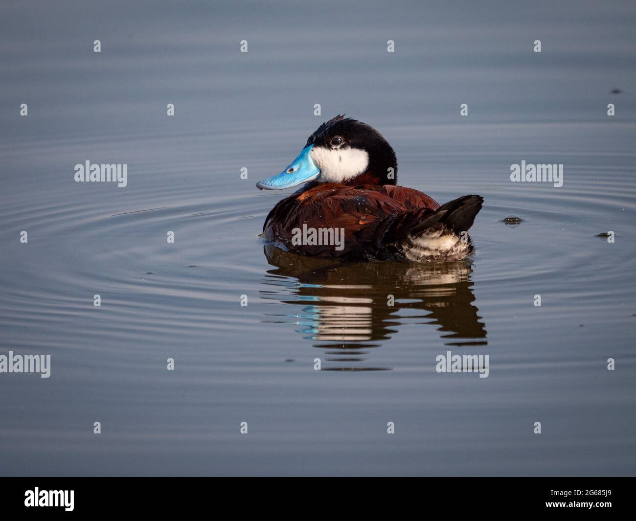 Blue beaked duck hi-res stock photography and images - Alamy