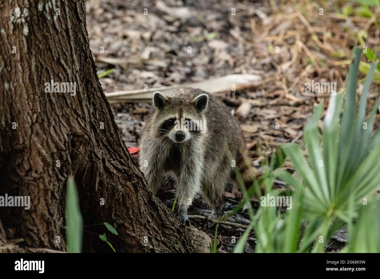 Young raccoon Procyon lotor hunts for food in swamp water in Naples ...