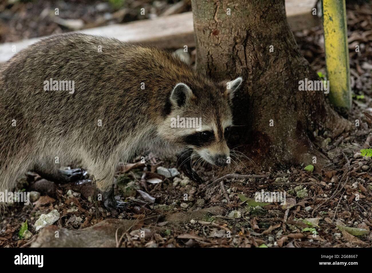 Young raccoon Procyon lotor hunts for food in swamp water in Naples ...