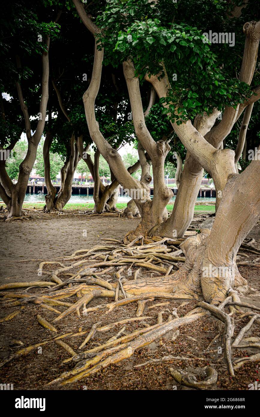 Banyan trees with their tangled, aerial and buttressing roots mesmerize ...