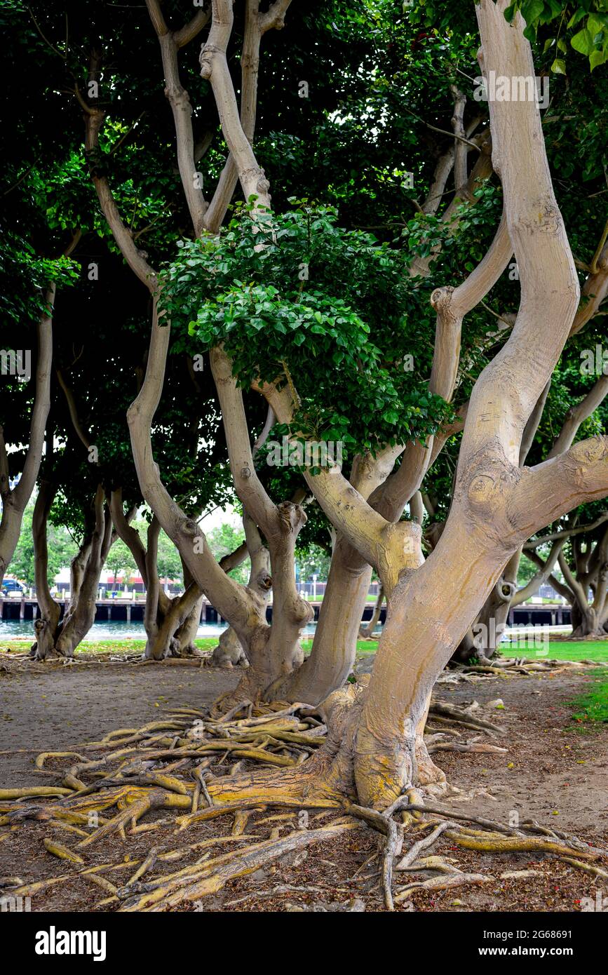 Banyan trees with their tangled, aerial and buttressing roots mesmerize ...