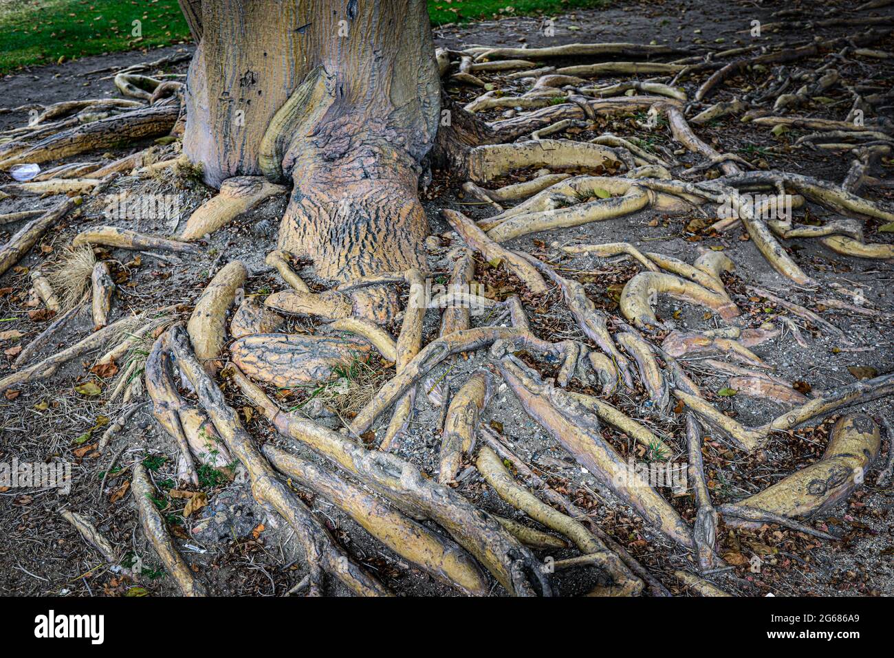Tangle of exposed tree roots above ground hi-res stock photography and ...