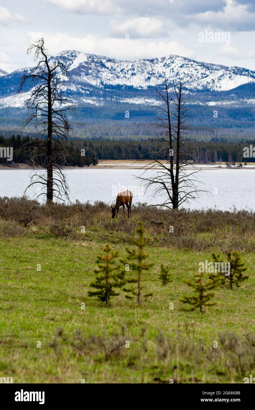Yellowstone elk eating hi-res stock photography and images - Alamy