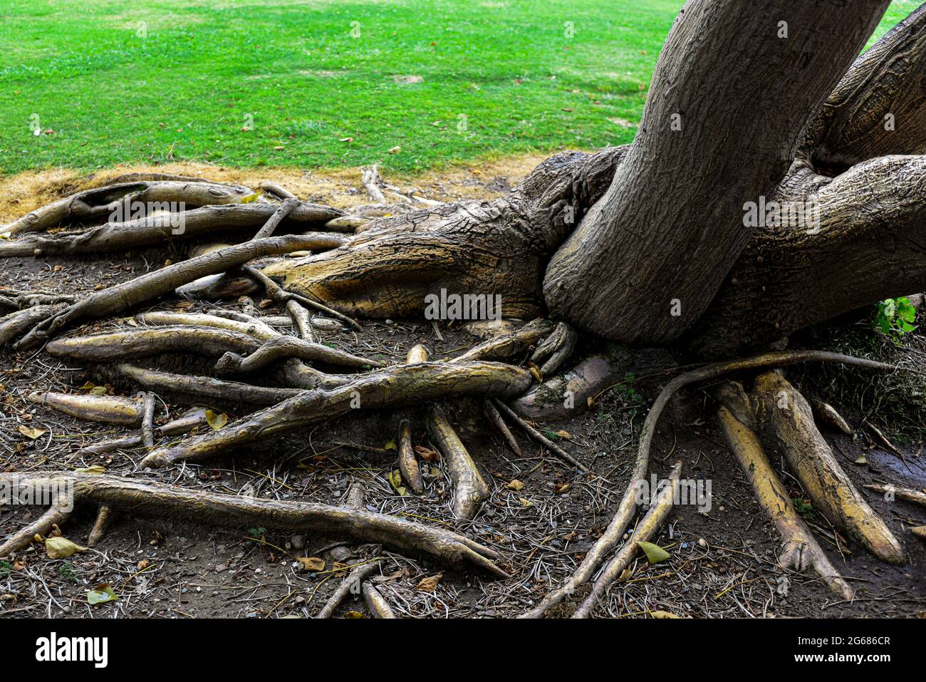Banyan trees with their tangled, aerial and buttressing roots mesmerize ...