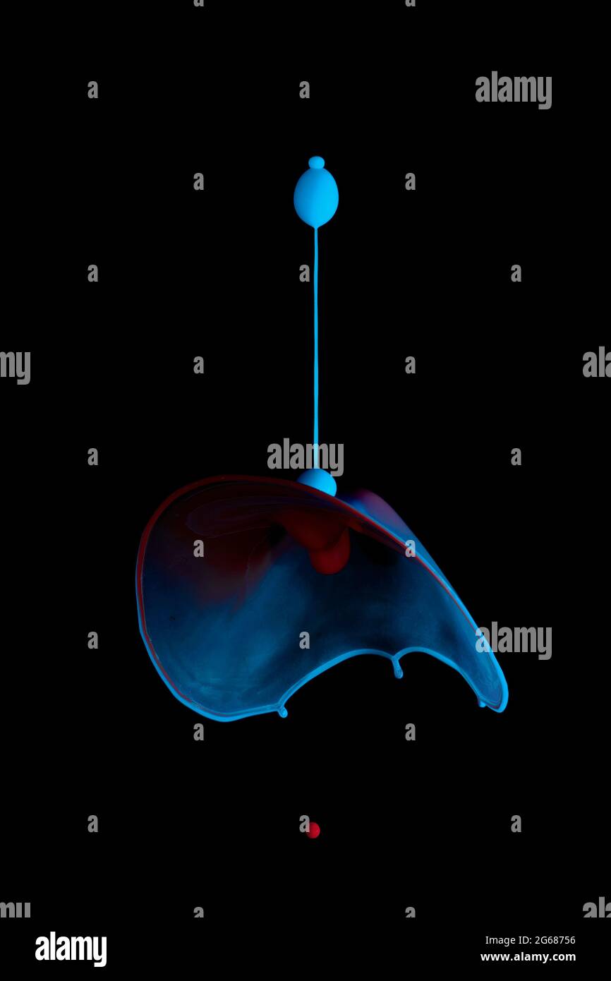 Blue acrylic paint drops falling from above colliding with a red drop ...