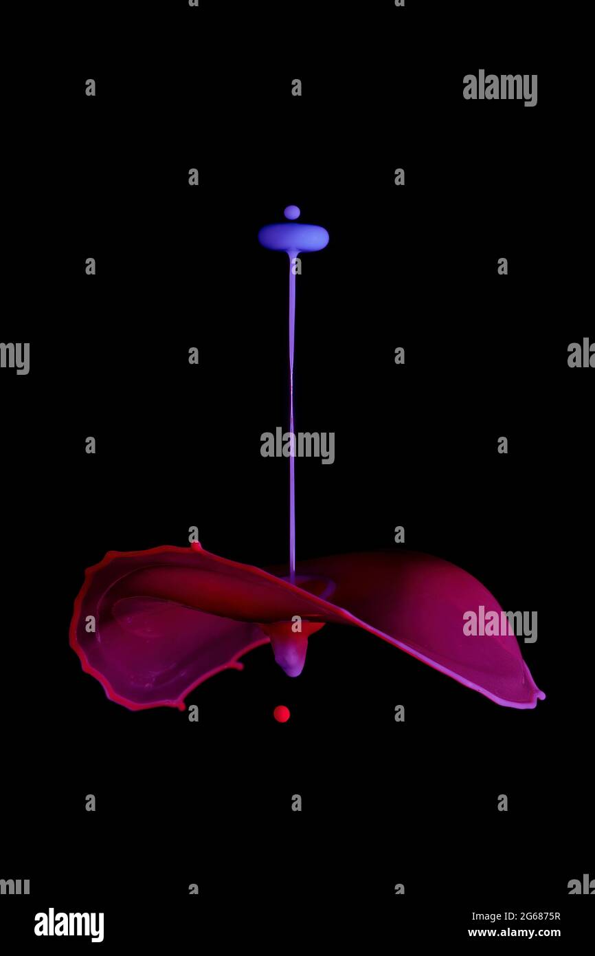 Purple acrylic paint drops falling from above colliding with a pink ...