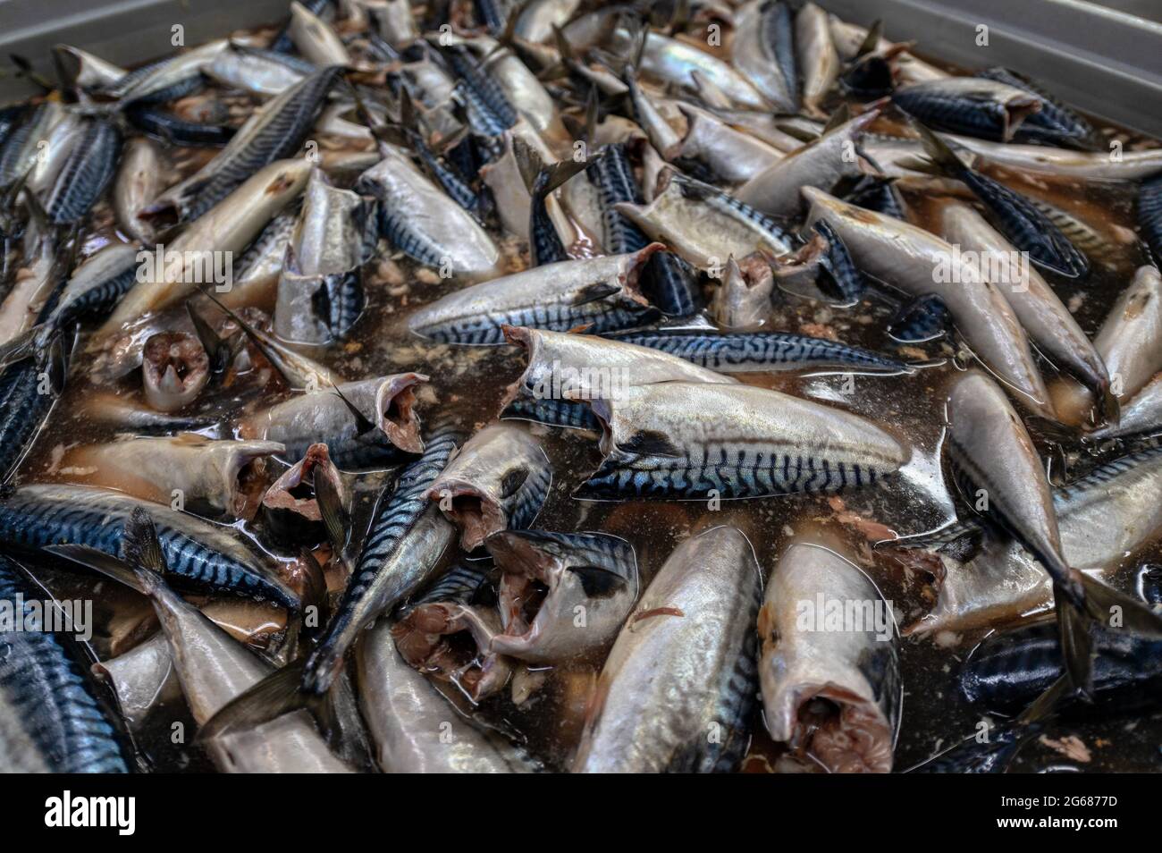 Lots of headless mackerel carcasses. Sea fish. Raw fish Stock Photo - Alamy