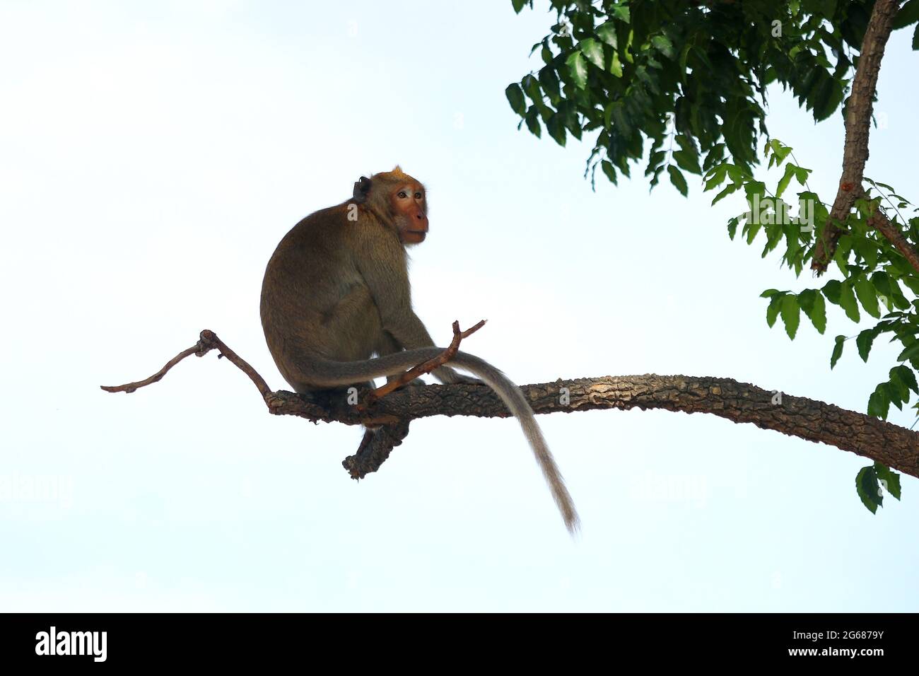 Monkey on the branches hi-res stock photography and images - Alamy