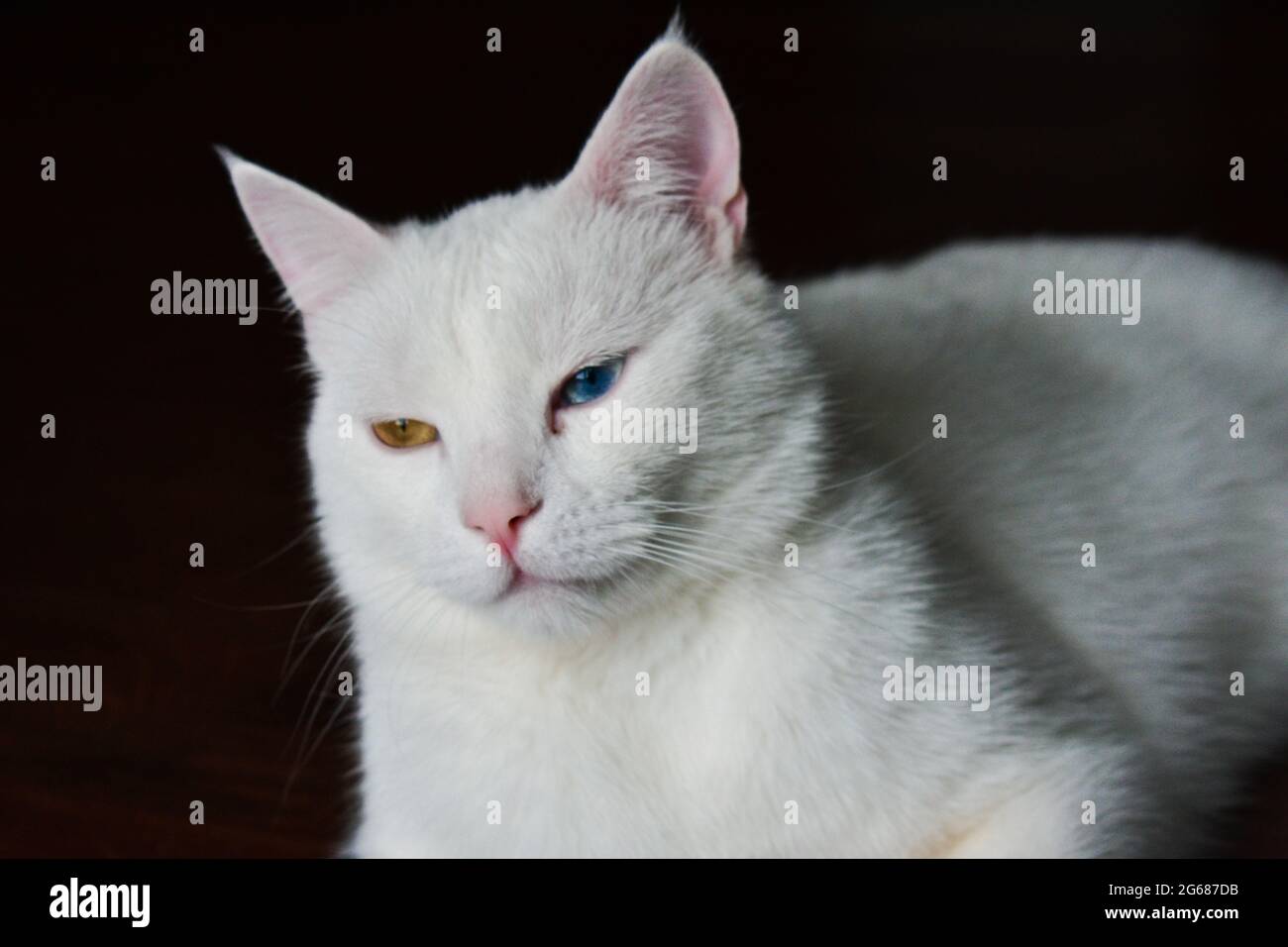 Gold eyed cat hi-res stock photography and images - Alamy