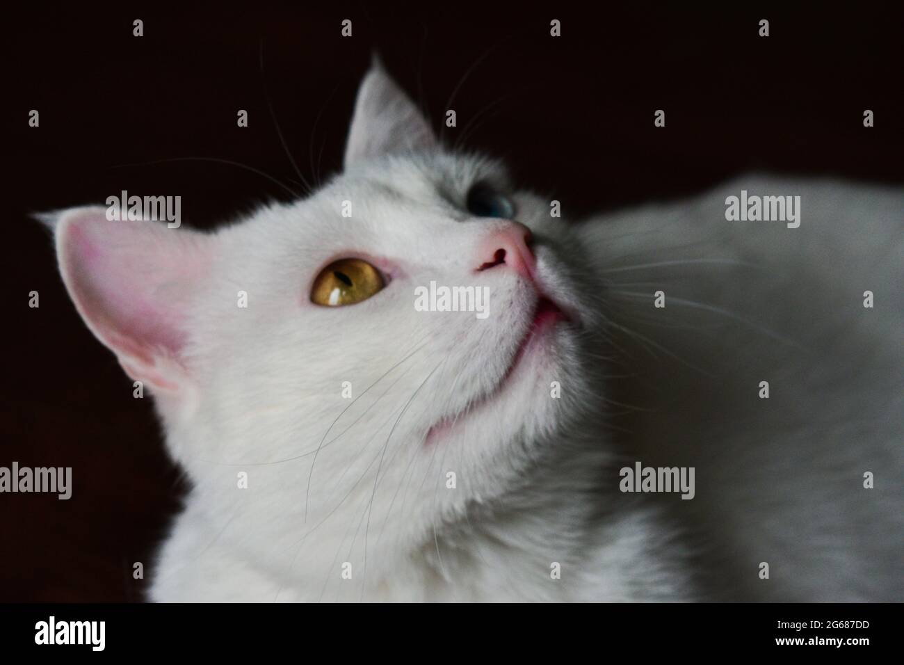 Gold eyed cat hi-res stock photography and images - Alamy