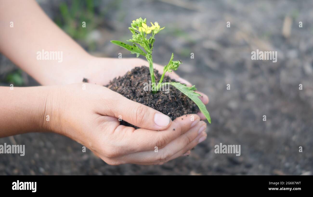 Woman hand hold planting growing a tree in soil on the garden. Female ...