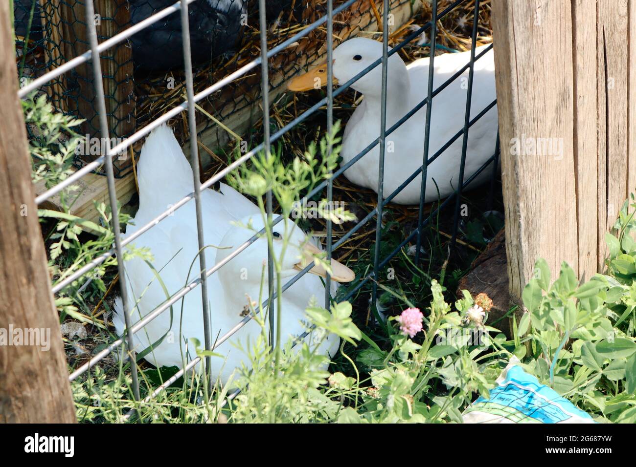 two ducks behind fence of local Wisconsin lavender farm Stock Photo - Alamy