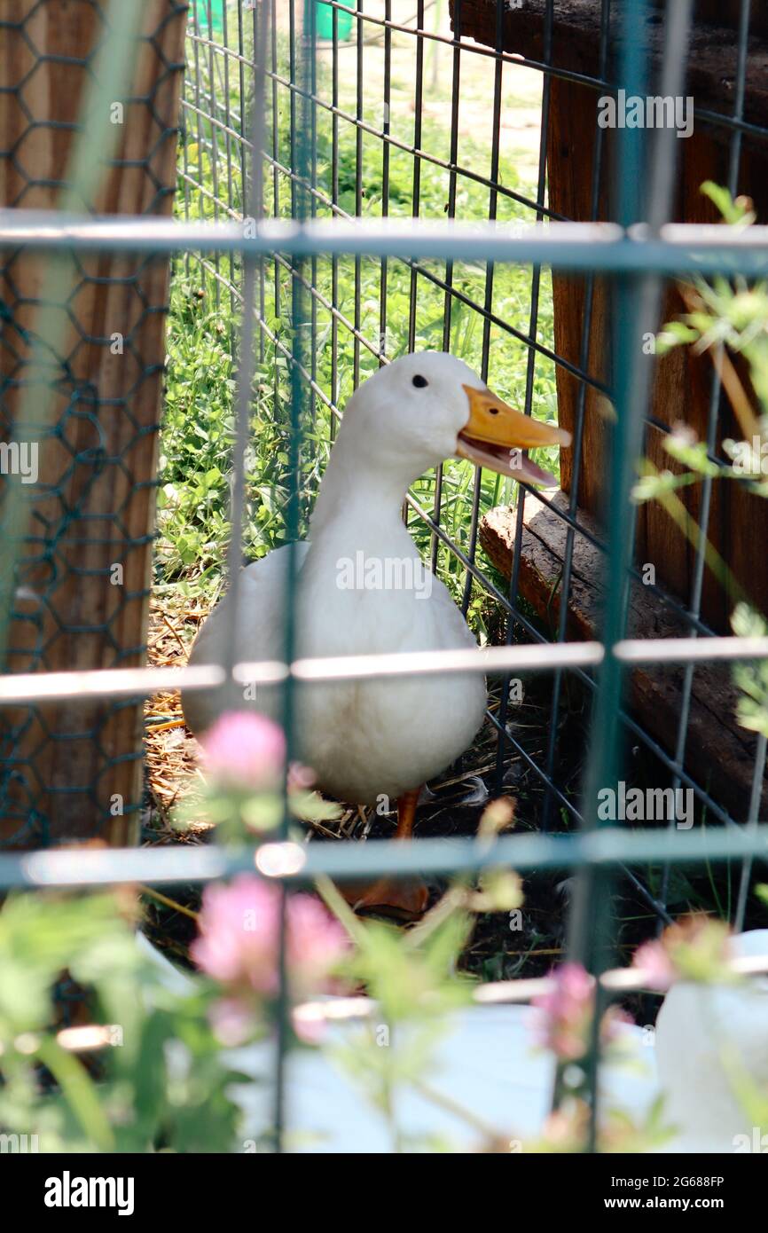 Duck in focus behind fence on Wisconsin family owned lavender farm ...