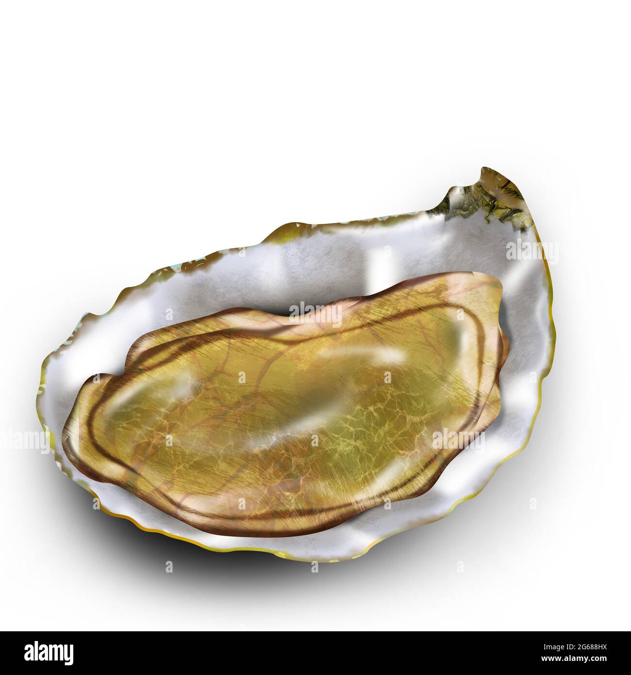 Oyster shape Cut Out Stock Images & Pictures - Alamy