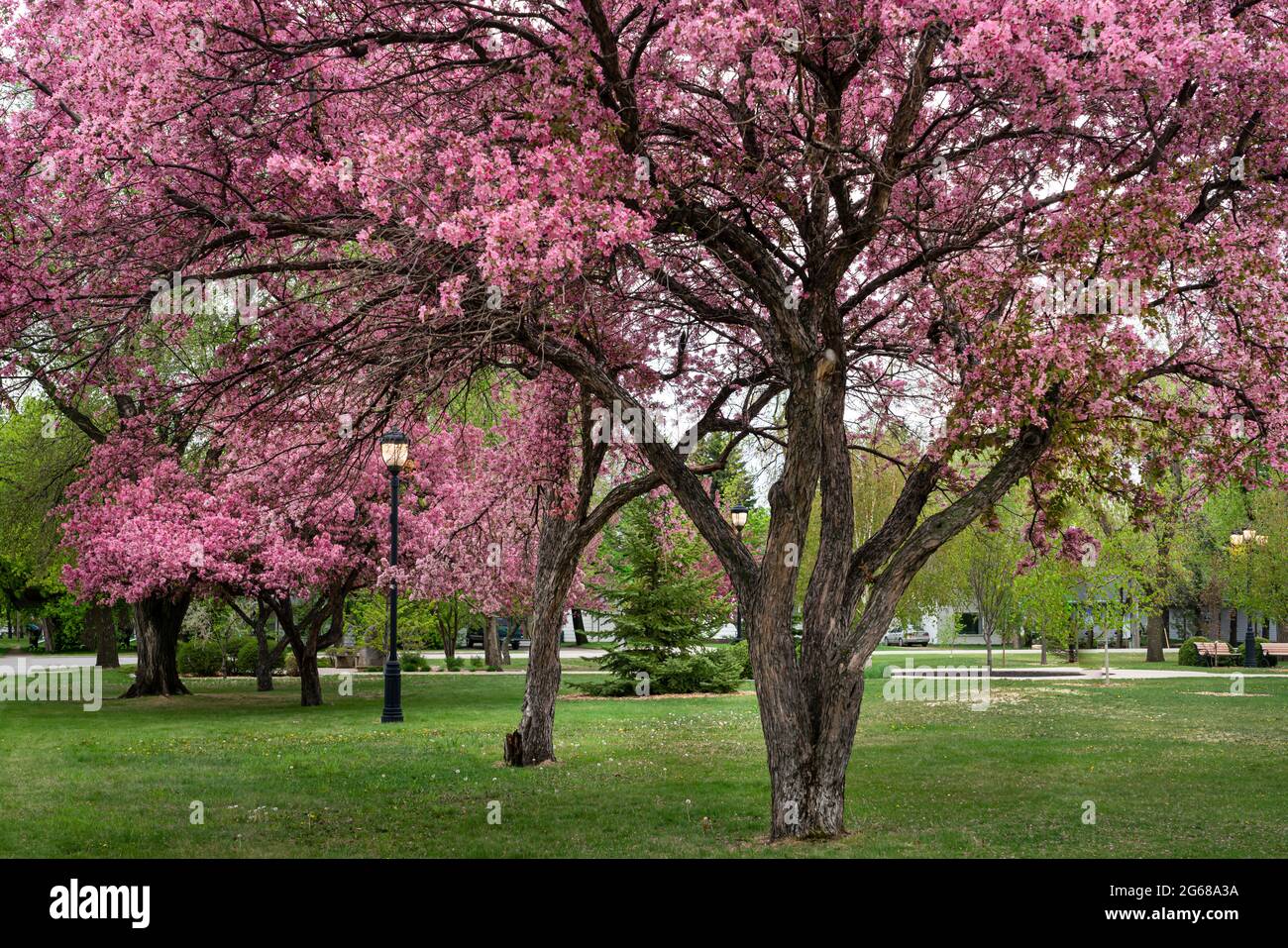 Blossoming fruit trees in Bethel Heritage Park, Winkler, Manitoba ...