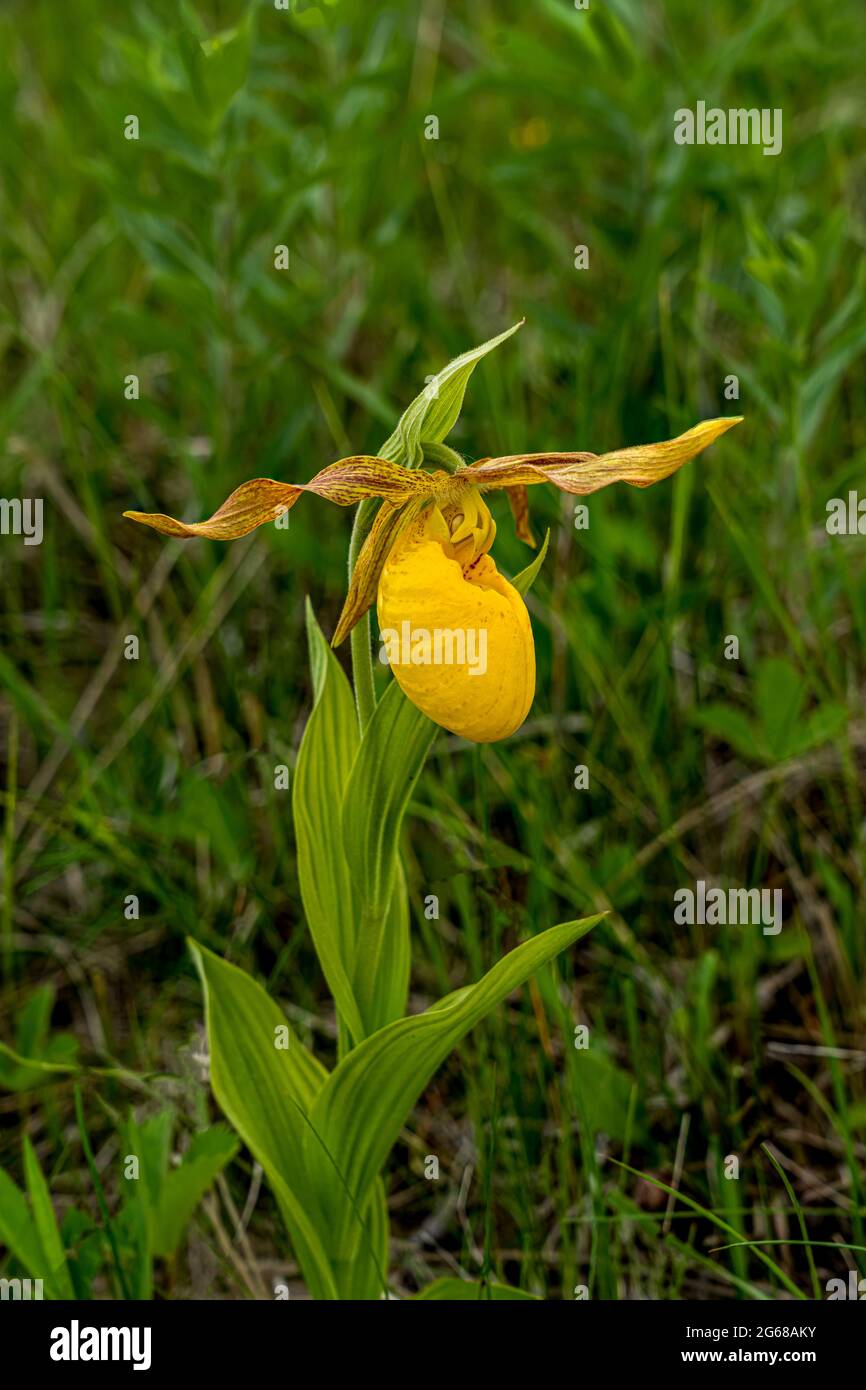 The large yellow Lady's Slipper blooming in the Tall Grass Prairie near ...