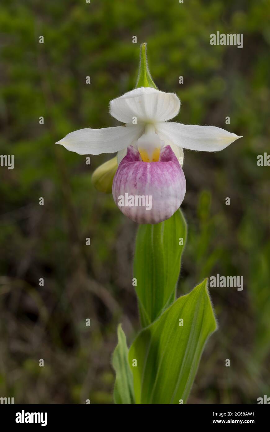 Libau hi-res stock photography and images - Alamy