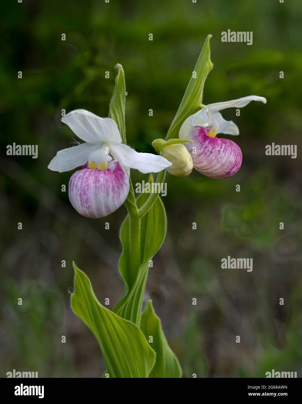 Showy pink Lady's slipper orchid blooming near the Libau bog, Manitoba ...