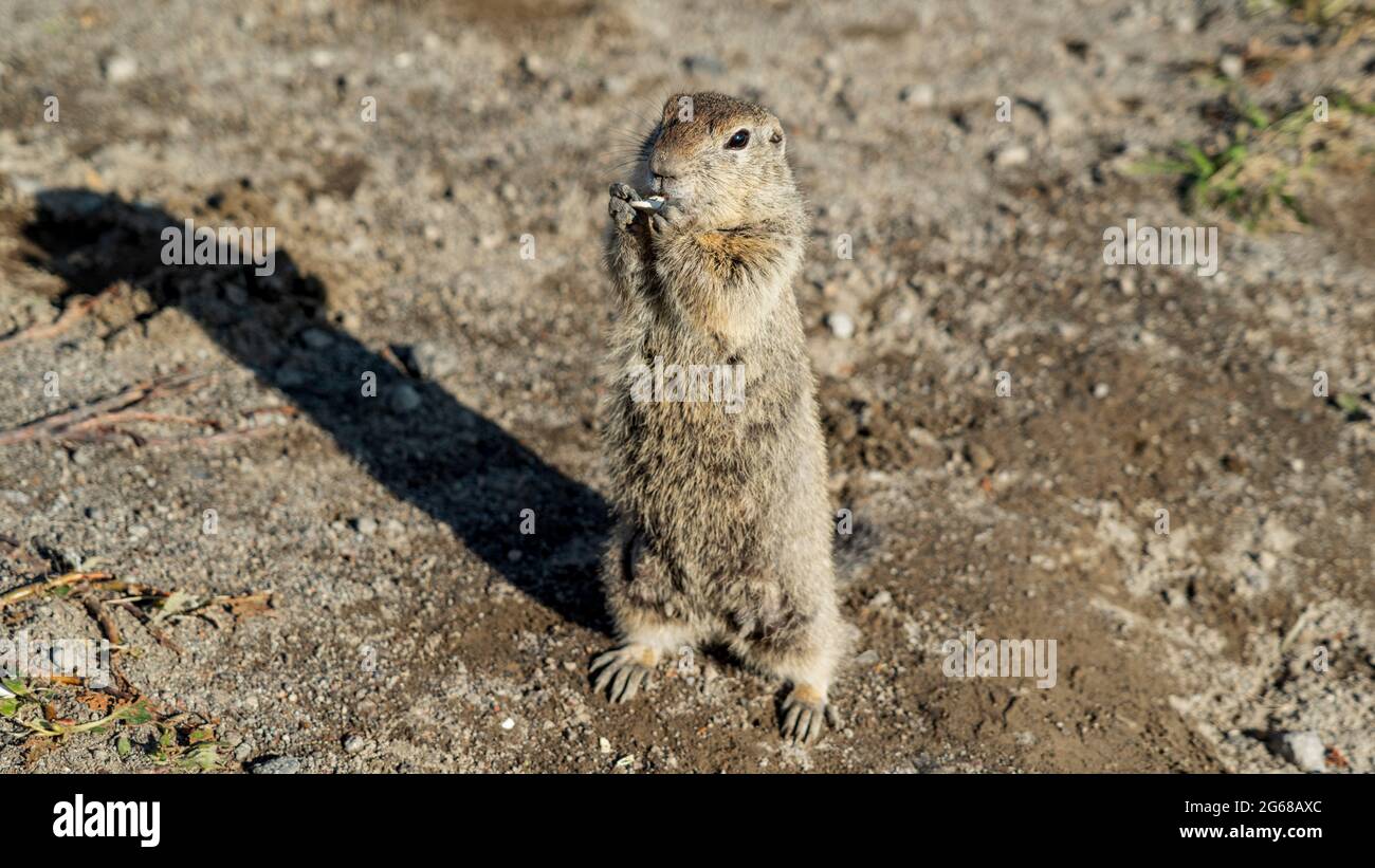 EVRAZHKA, an American ground squirrel. Kamchatka, Russia Stock Photo ...