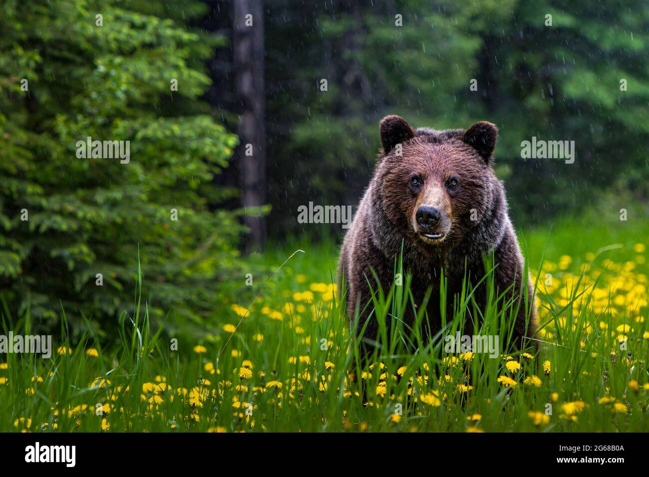 Bear in the rain hi-res stock photography and images - Alamy